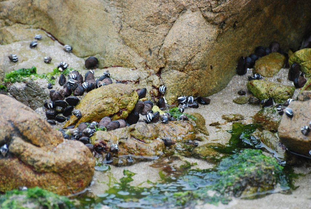 Perumytilus purpuratus in September 2009 by Juan Esteban Salazar ...