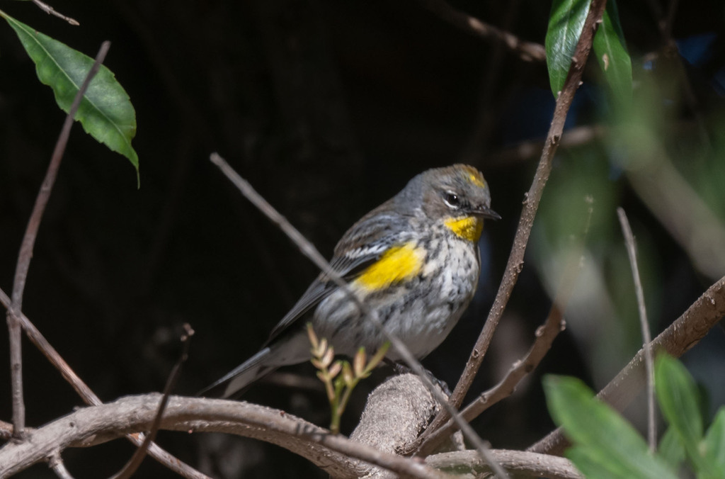 Yellow-rumped Warbler from Studio City, Los Angeles, CA, USA on ...