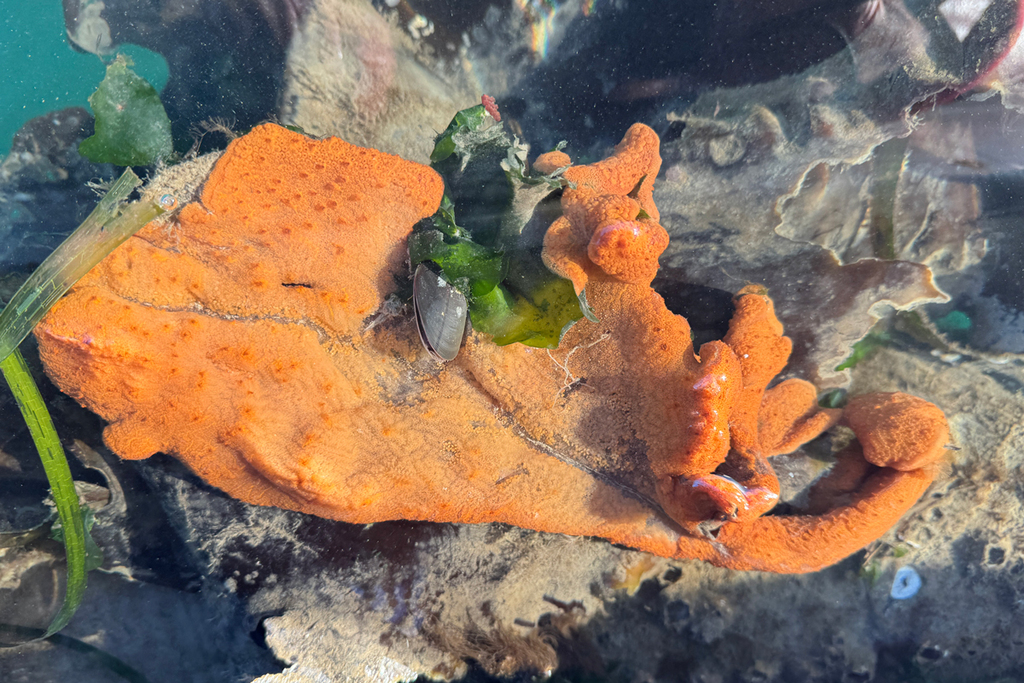 Fused Orange Social Ascidian from Island County, WA, USA on December 23 ...
