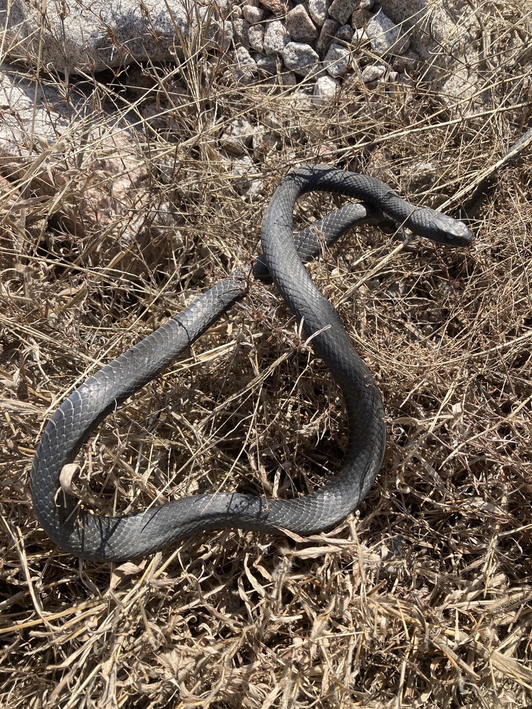 North American Racer in December 2023 by FriedSonoma. Dead on trail ...