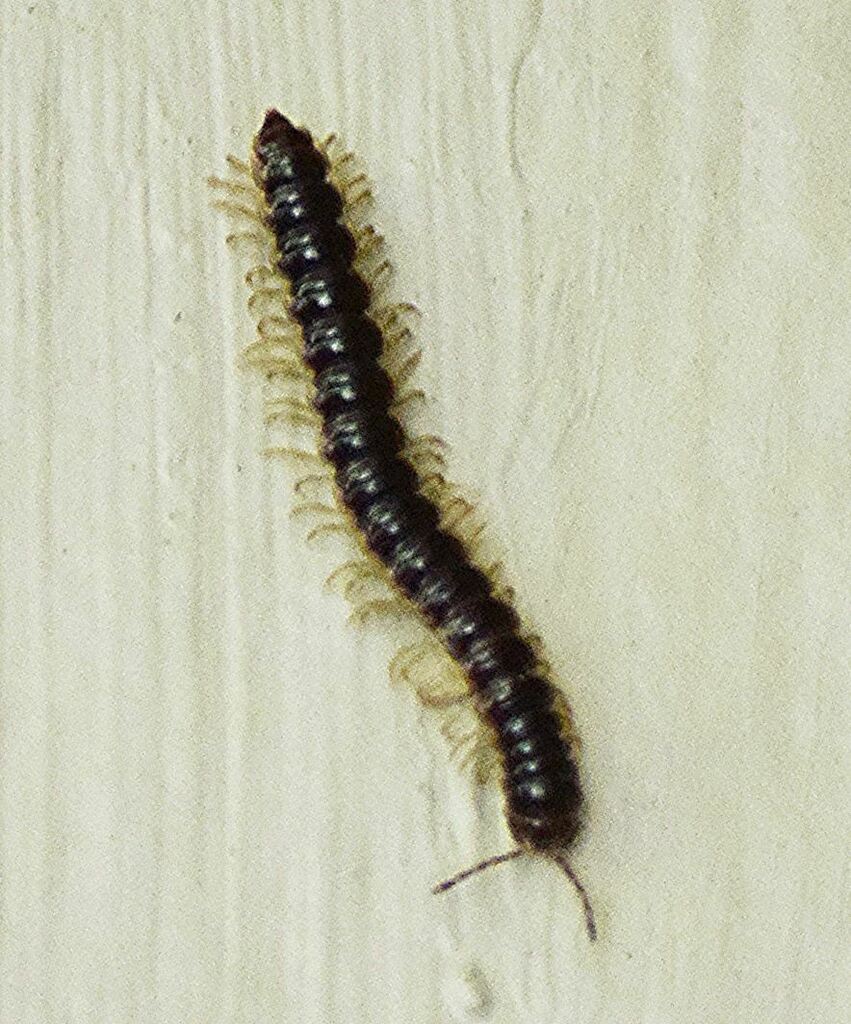 Flat-backed Millipedes from Industrial, Augusta, GA, USA on May 7, 2023 ...