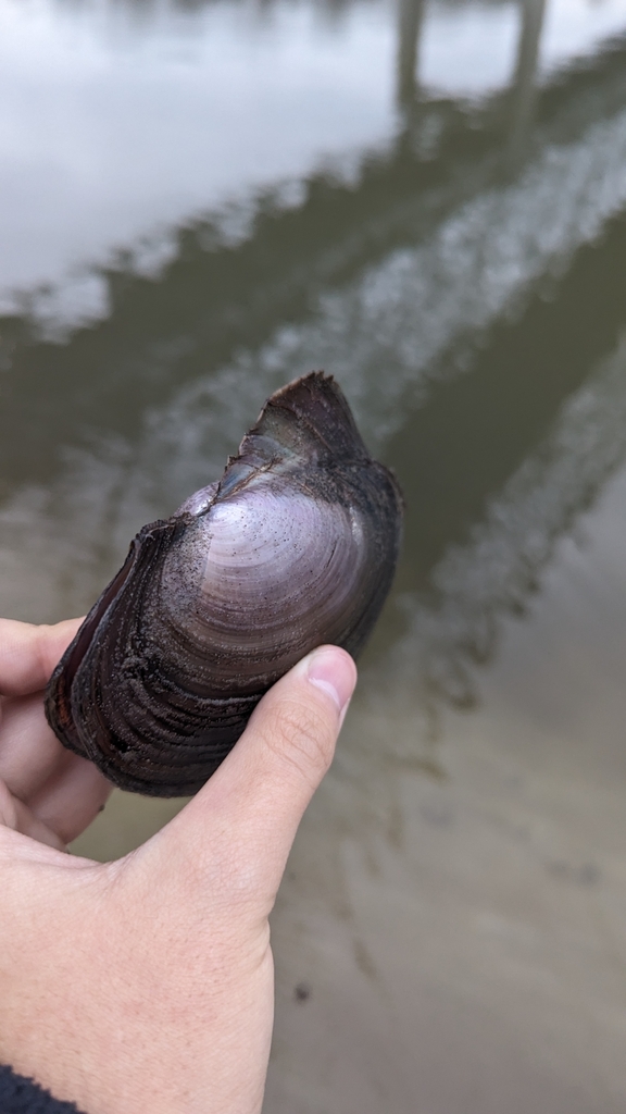 Pink Papershell from Birmingham, MO 64161, USA on December 23, 2023 at ...