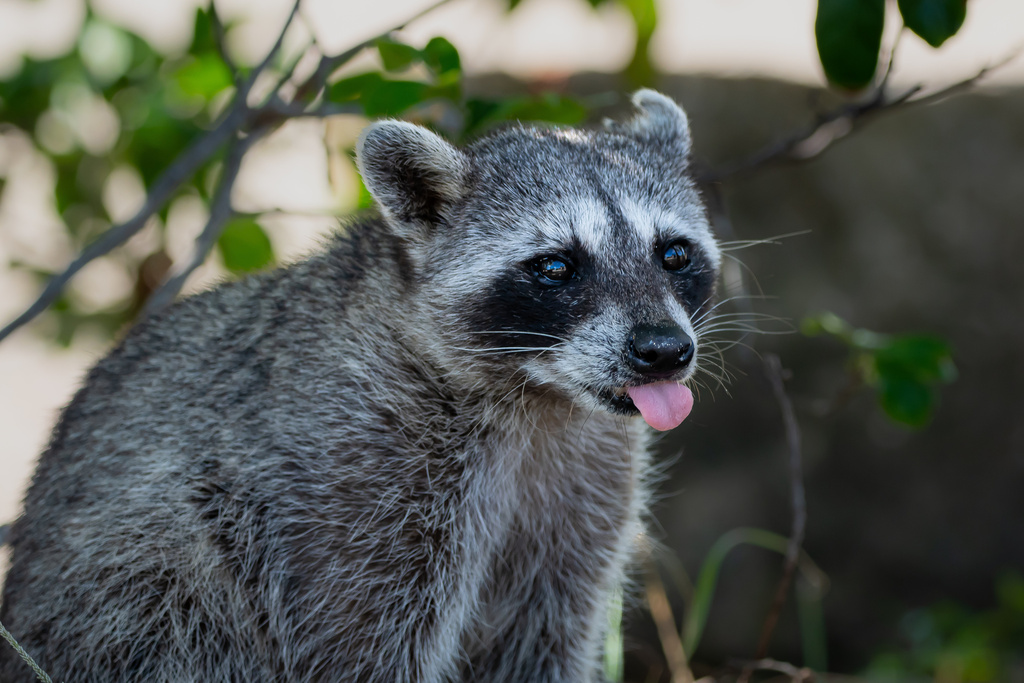 Pygmy Raccoon (Procyon pygmaeus) - Know Your Mammals