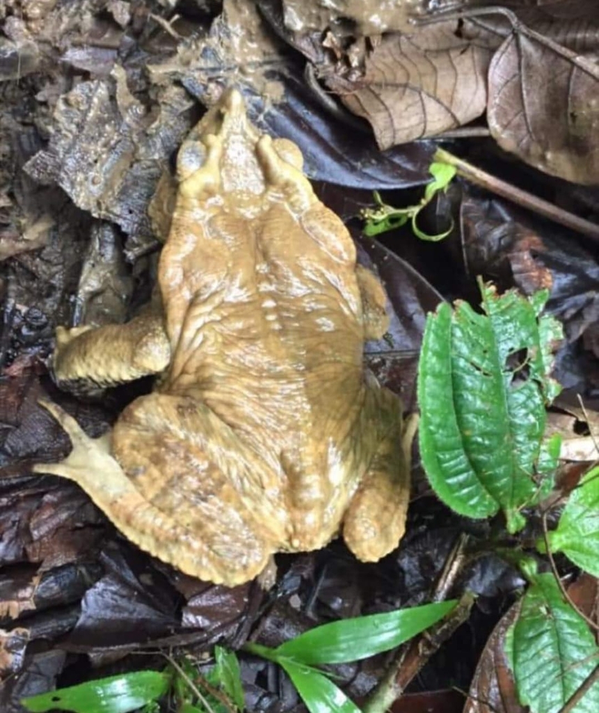 Sharp-nosed Toad from Tena on December 23, 2023 at 08:39 PM by Jarol ...