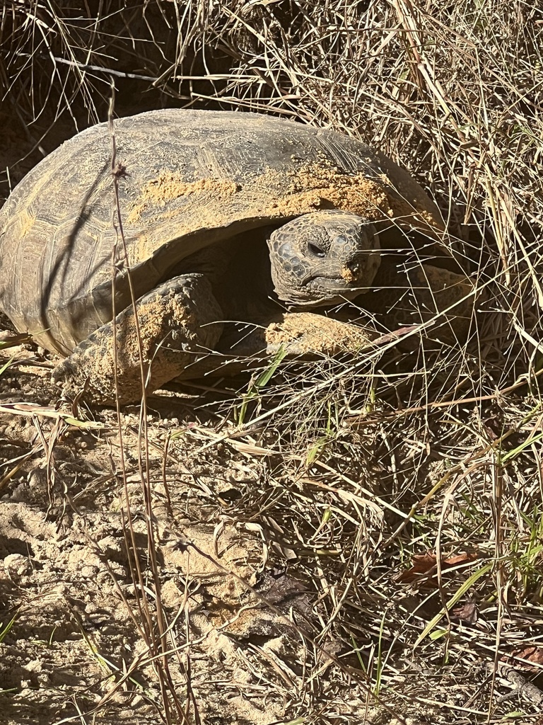 Gopher Tortoise in December 2023 by Kenji Doering · iNaturalist