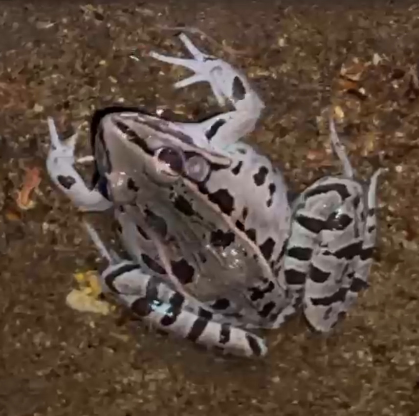 Southern Leopard Frog from Park Ten, Houston, TX, US on December 23 ...