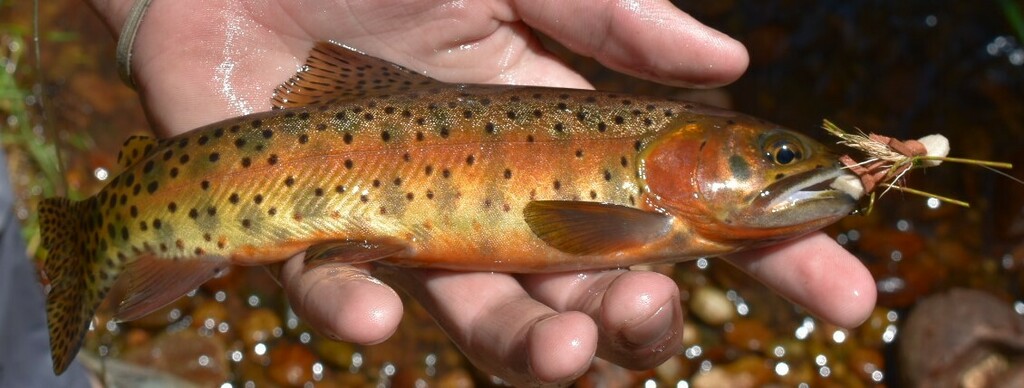 Greenback Cutthroat Trout in July 2018 by Will Bebee · iNaturalist