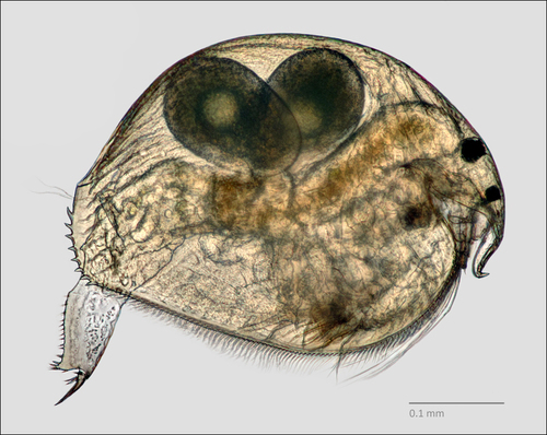 Pleuroxus procurvus · iNaturalist United Kingdom