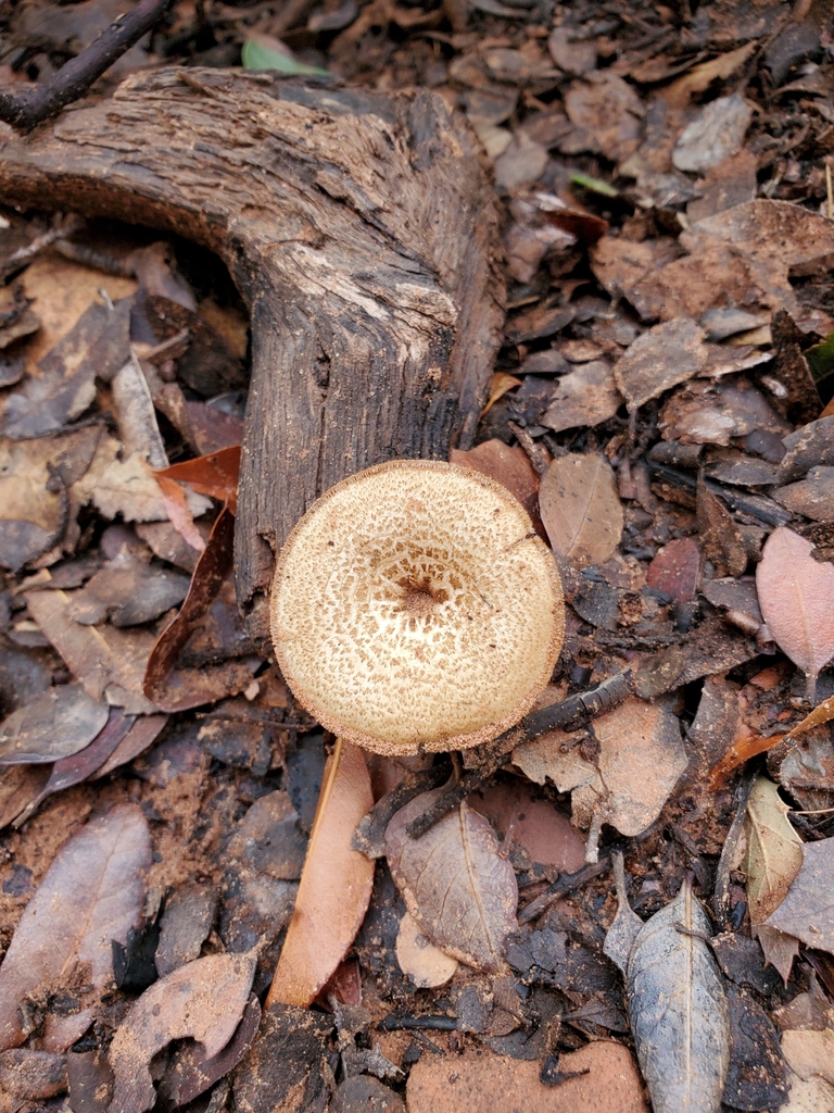 Spring Polypore from Sedona, AZ 86336, USA on December 23, 2023 at 11:32 AM by Benjamin Zhou ...