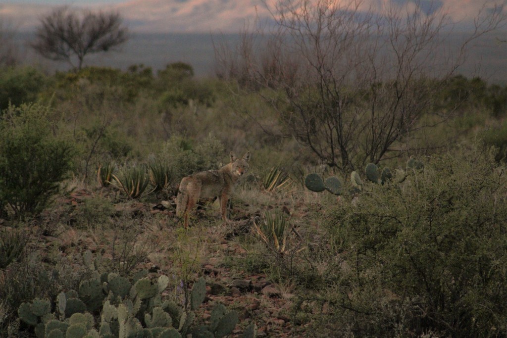 Coyote from Ocampo, Coah., México on March 18, 2019 at 07:50 AM by ...