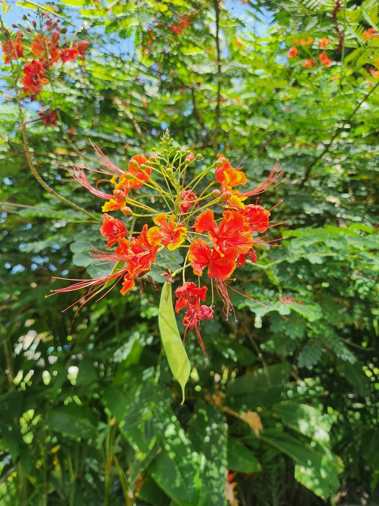 peacock flower from Kuta, Badung Regency, Bali, Indonesia on December ...