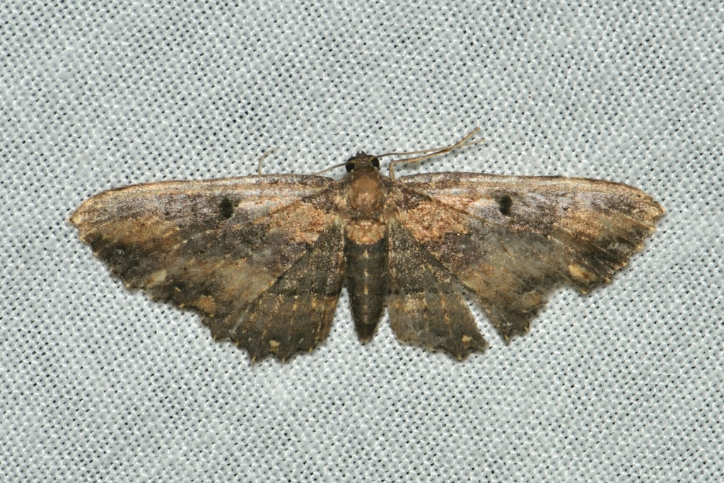 Eccymatoge callizona from Macleod VIC 3085, Australia on December 16 ...