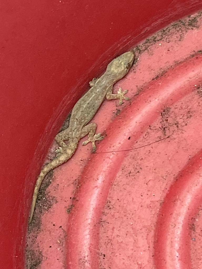 Asian House Gecko from Taiwan, Yongkang District, TNN, TW on December ...