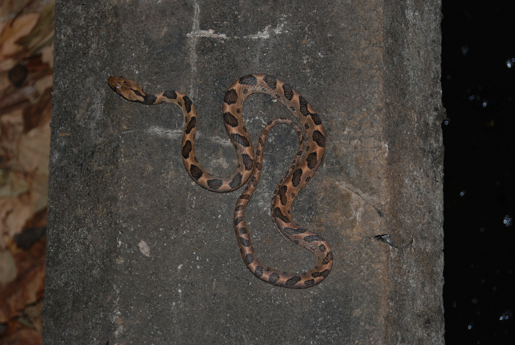 Rhombic Cat-eyed Snake from Provincia de Guanacaste, La Cruz, Costa ...