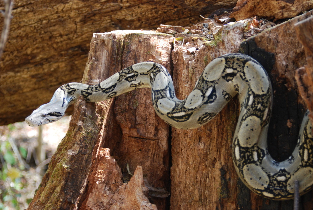 Central American Boa from Provincia de Guanacaste, Liberia, Costa Rica ...