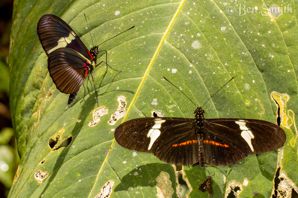 Clysonymus Longwing from Tatama National Park, Cra. 5 #565, Pueblo Rico, Risaralda, Colombia on ...