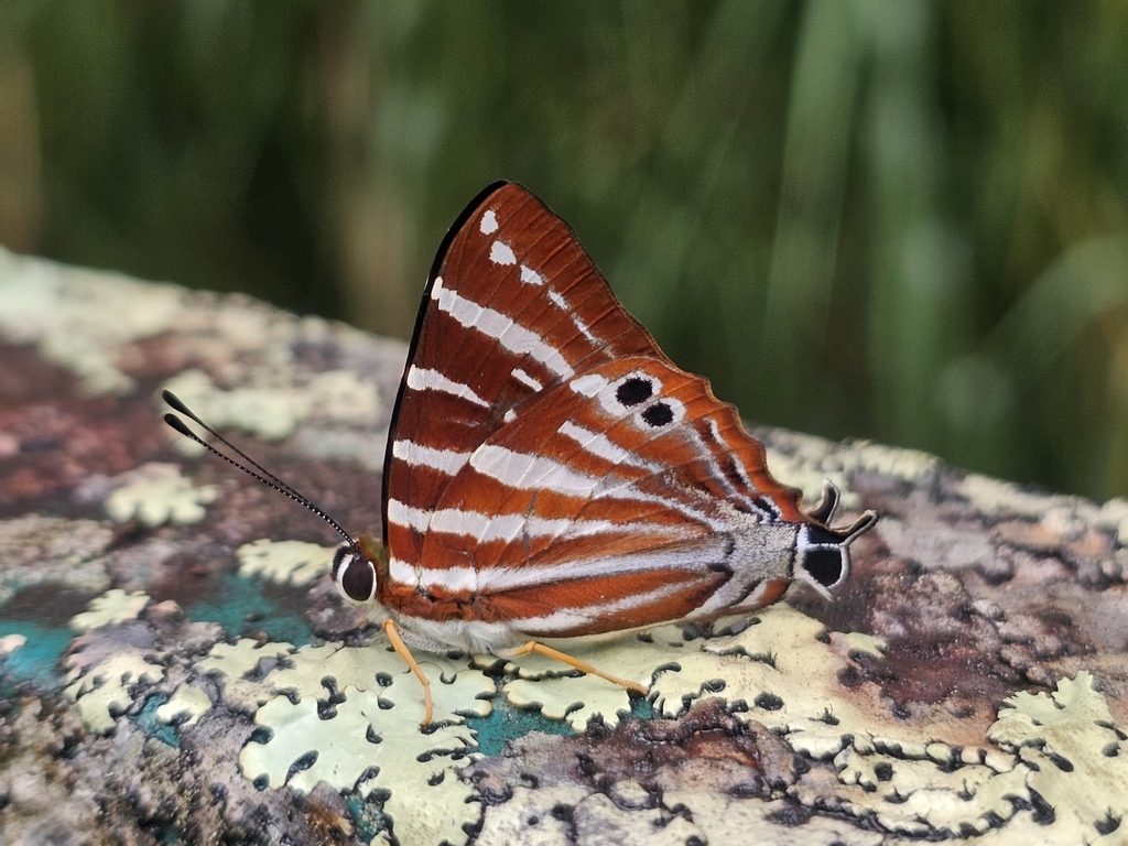 Kadazan Small Tiger from 2G5R+2X, Kinabalu Park, 89300 Kundasang, Sabah ...