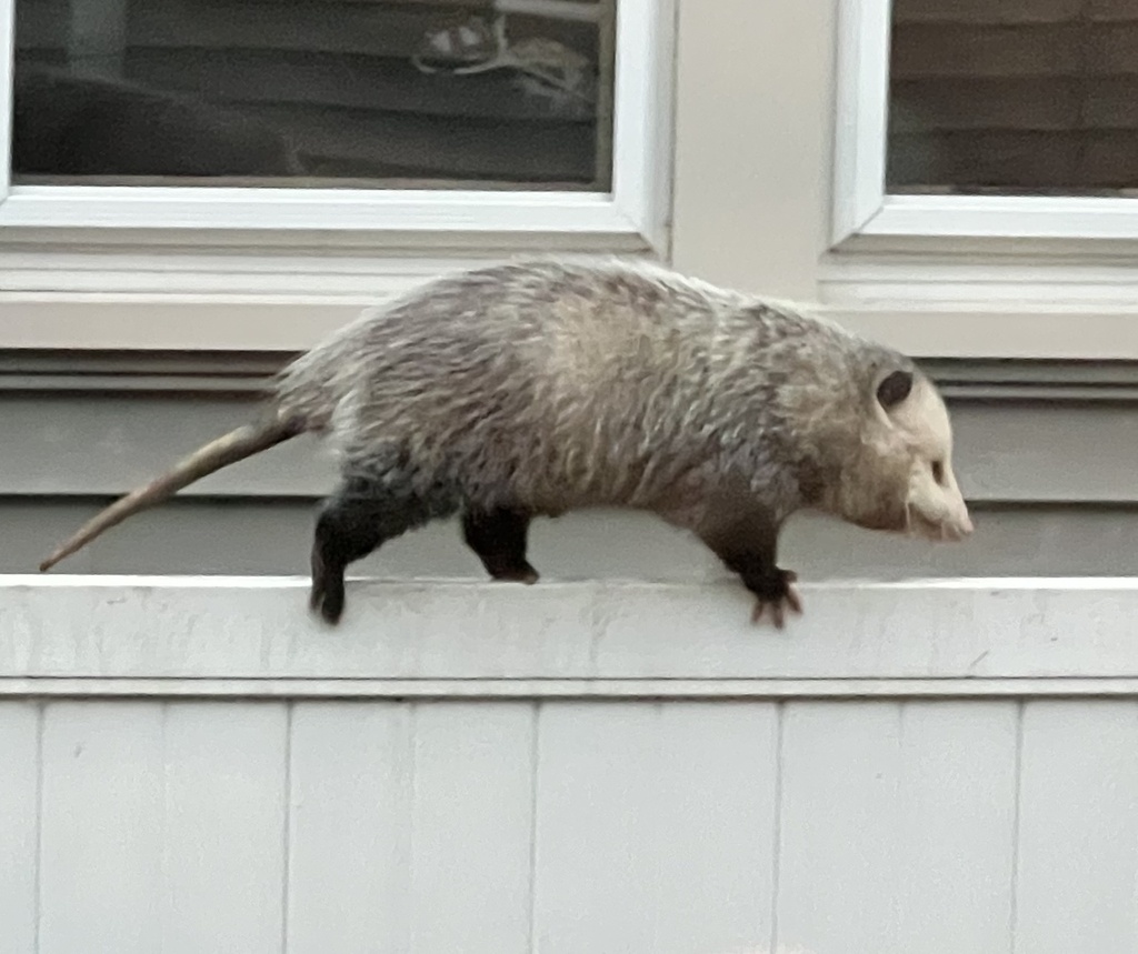 Virginia Opossum from N Buffum St, Milwaukee, WI, US on December 24 ...