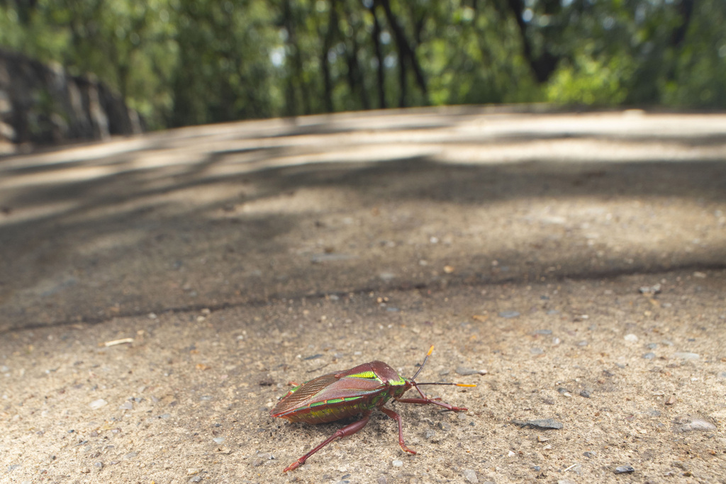 Eurostus validus in July 2023 by Zhongqi Wang · iNaturalist