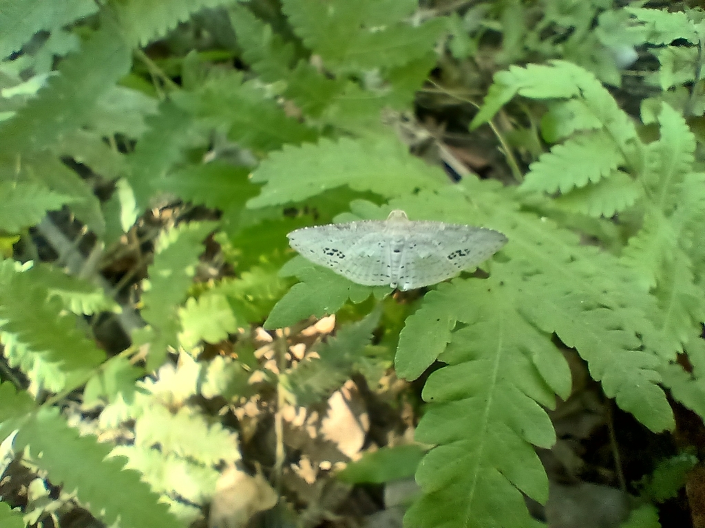 Window-winged Moths from Upper Katoni, Assam 785106, India on December ...