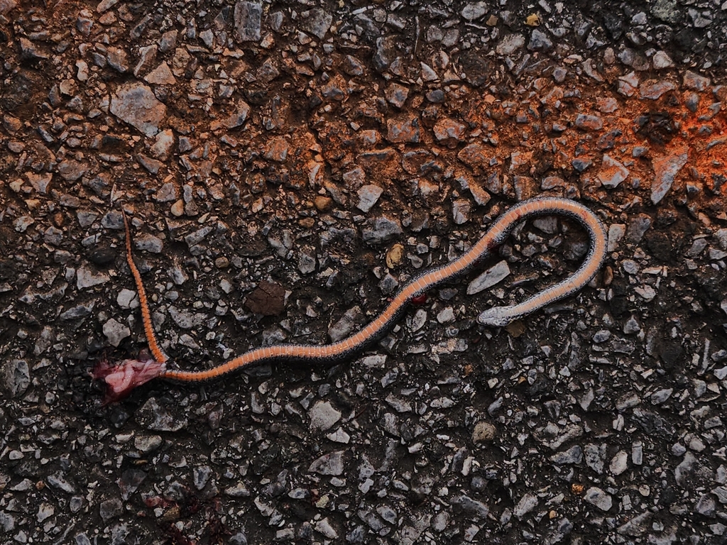 Red-bellied Snake from St Leonard, MD 20685, USA on December 23, 2023 ...