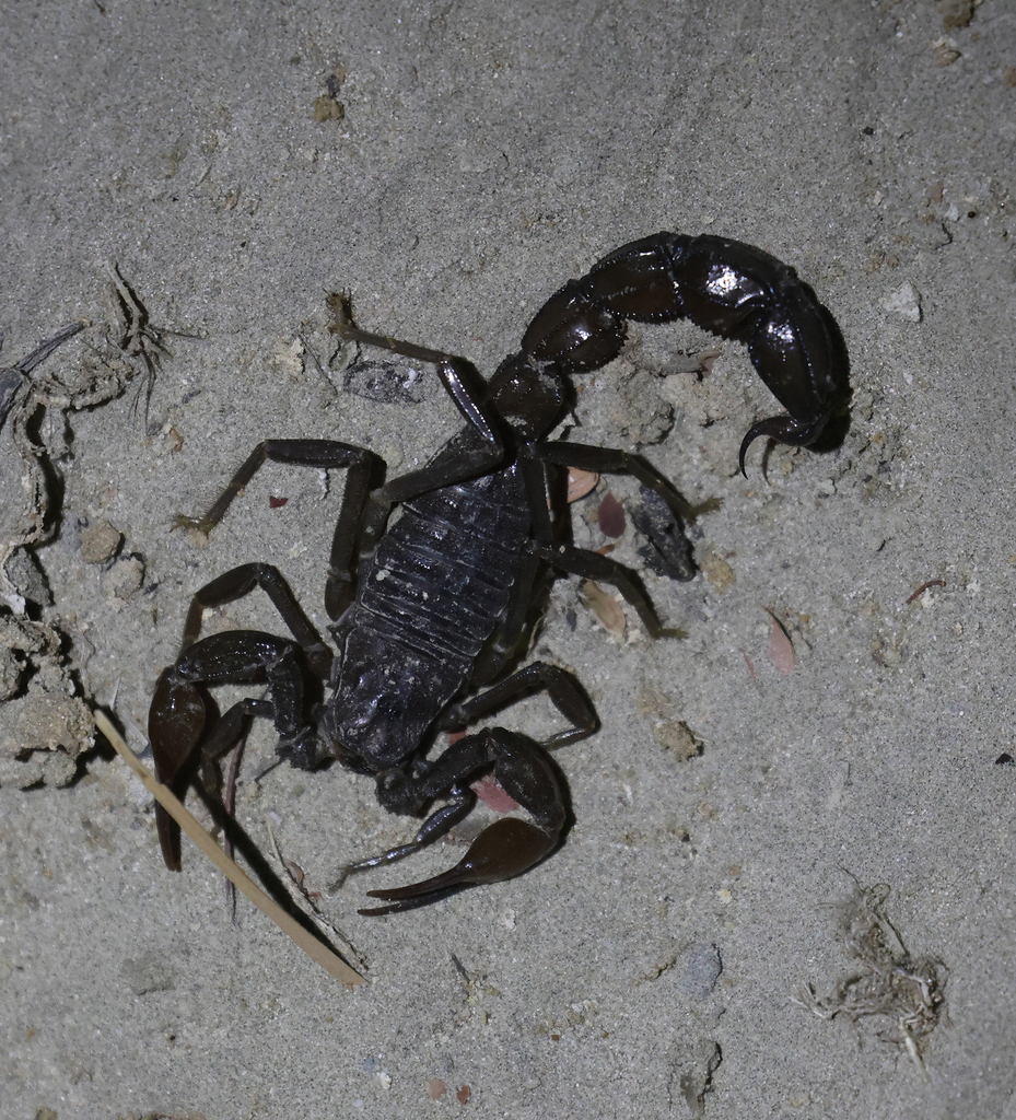 Fattail Scorpions from Dhofar Governorate, Oman on November 13, 2023 at ...