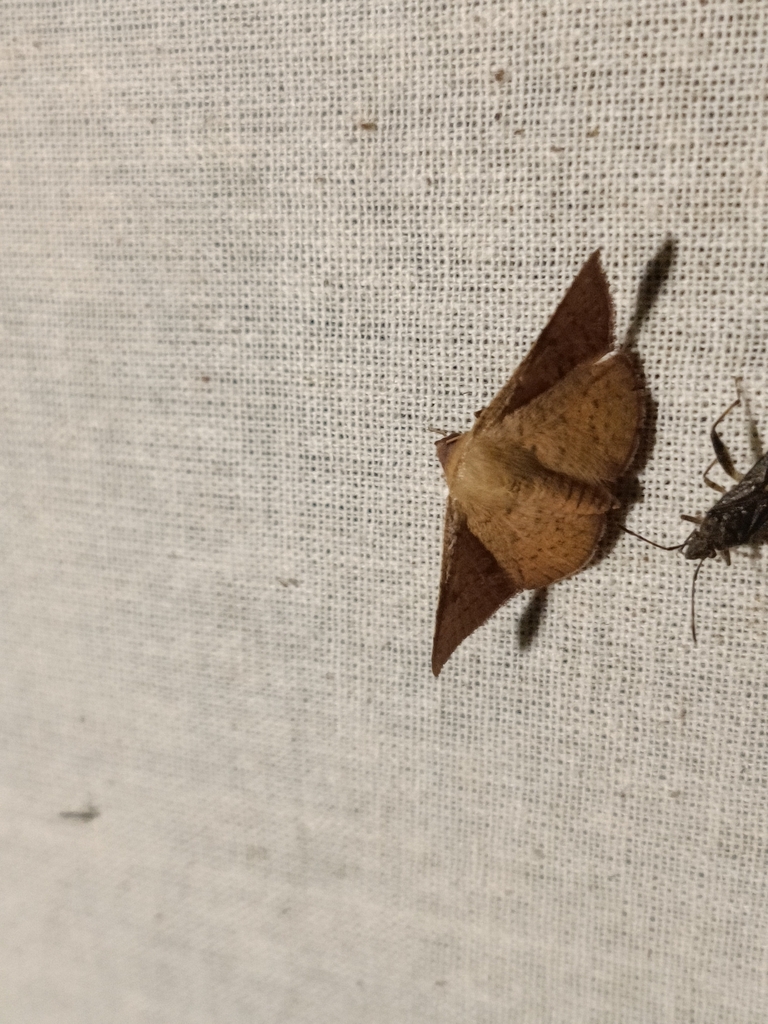 Window-winged Moths from PQVQ+49, NRI Center City, Hosur, Tamil Nadu ...