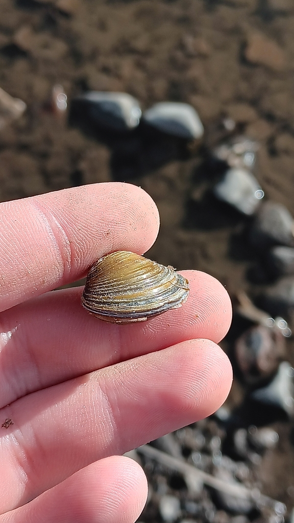 Asian Clam from Dayton, NV, USA on December 24, 2023 at 09:44 AM by ...
