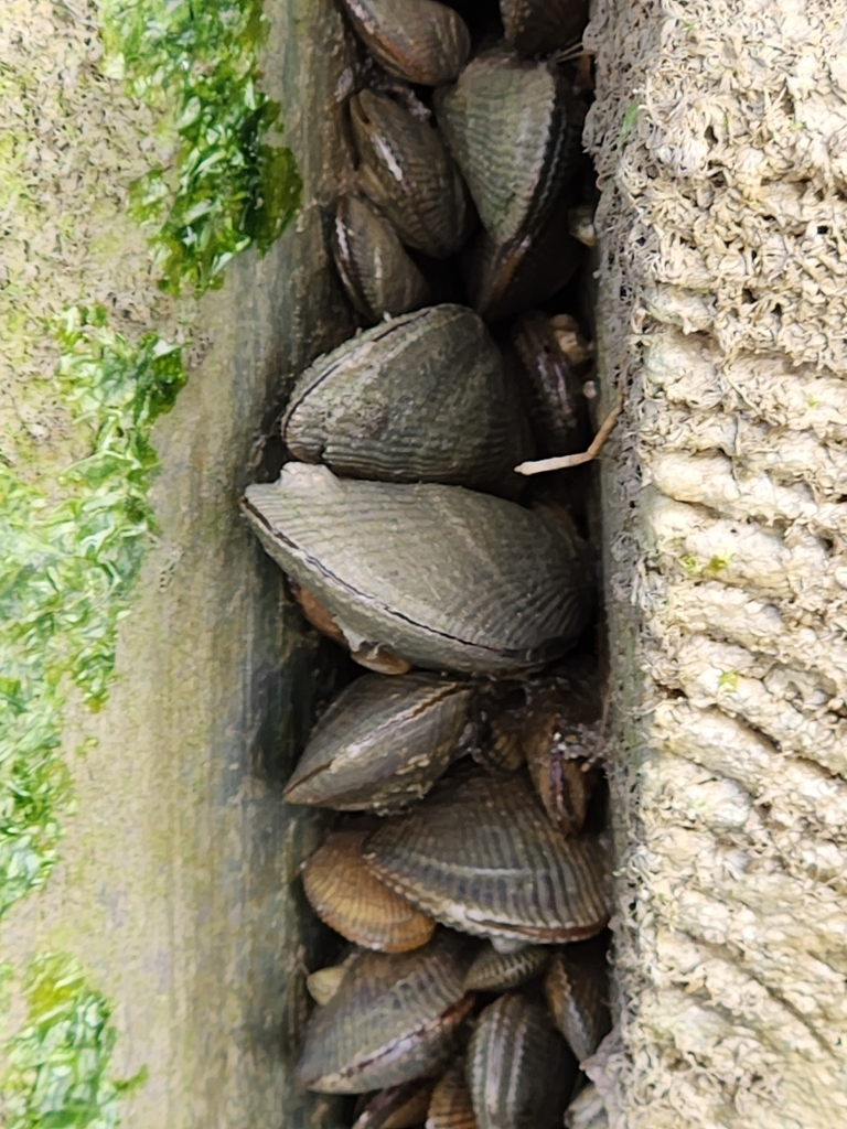 Atlantic Ribbed Mussel from Isle of Wight County, US-VA, US on December ...