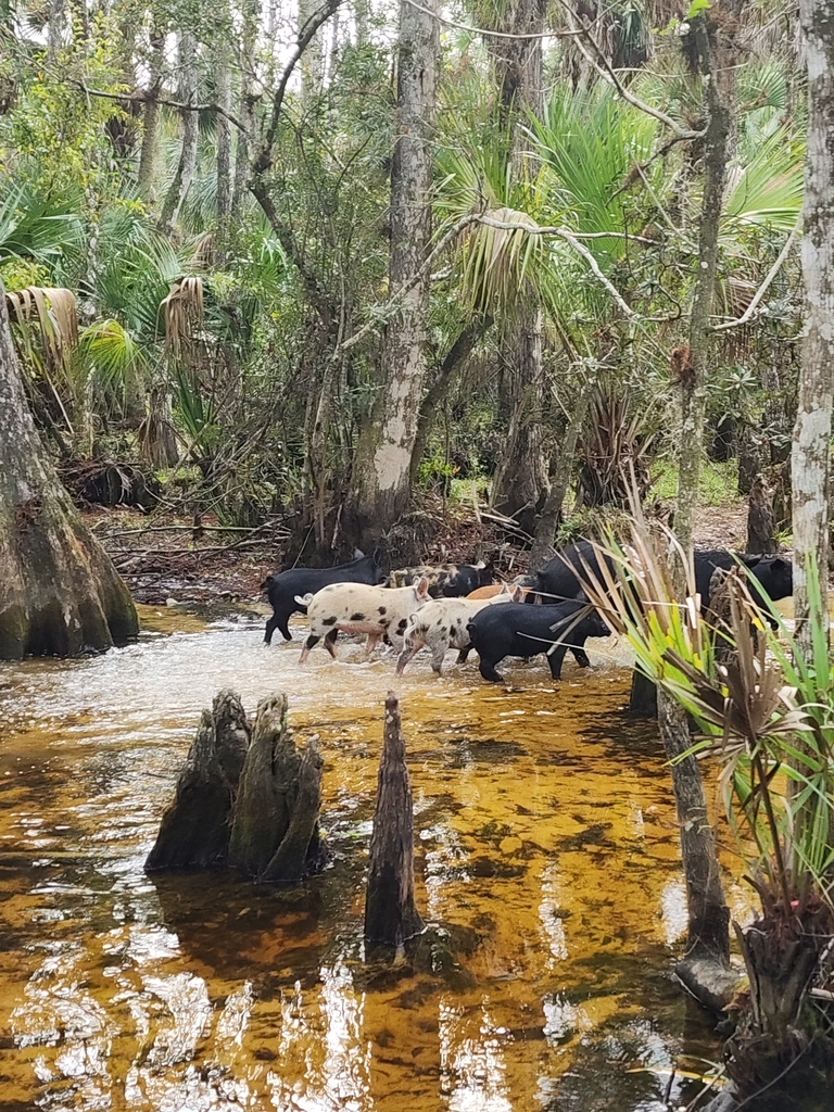 Wild Boar from Punta Gorda, FL 33982, USA on December 24, 2023 at 01:51 ...