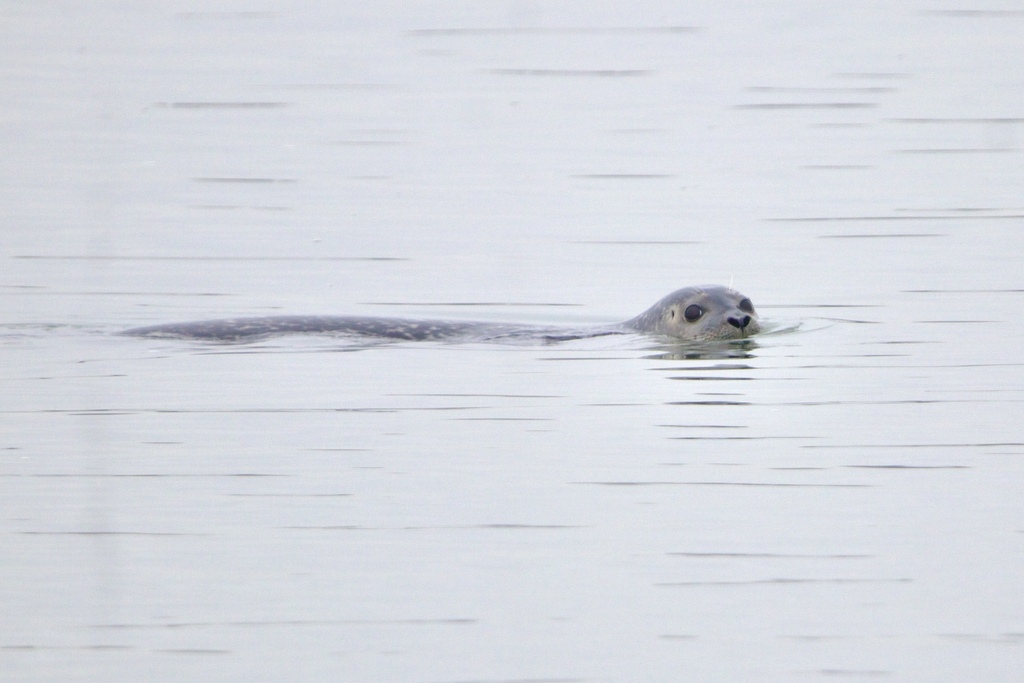 Atlantic Harbor Seal from Nassau County, NY, USA on December 24, 2023 ...