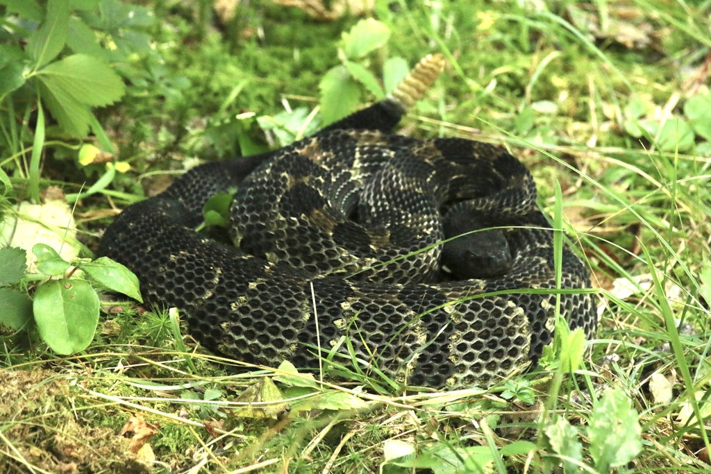 Timber Rattlesnake from Cherokee National Forest, Chuckey, TN, US on ...