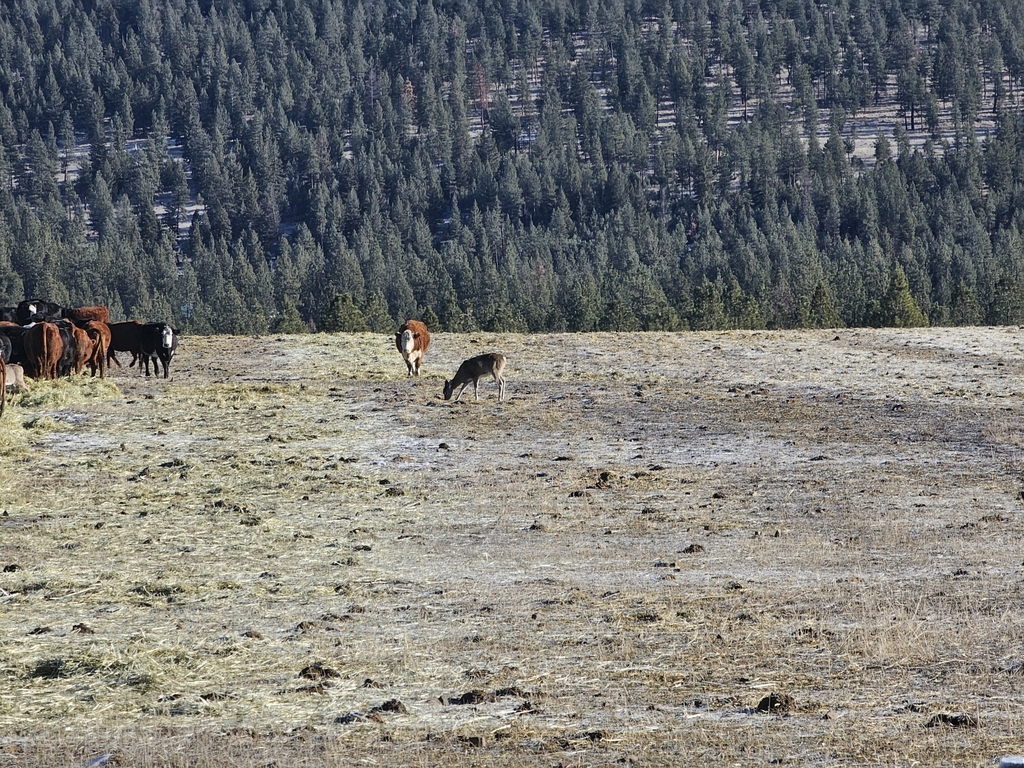 White-tailed Deer from Marion, MT 59925, USA on December 24, 2023 at 12 ...