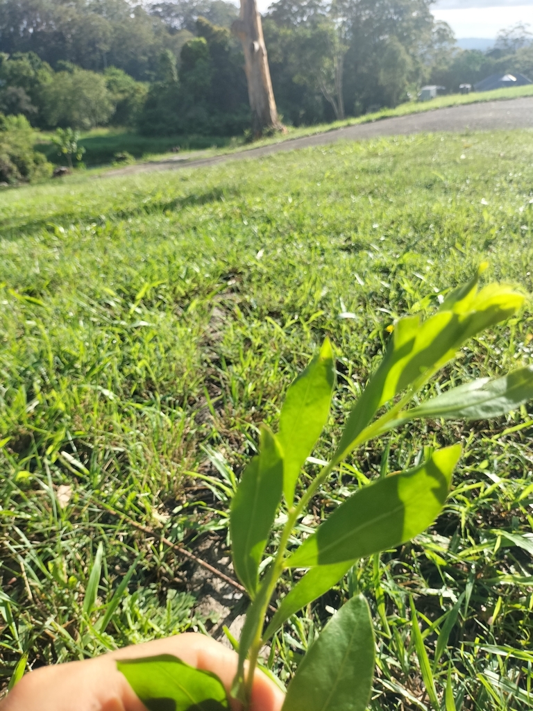 Something from Montville QLD 4560, Australia on December 25, 2023 at 06 ...