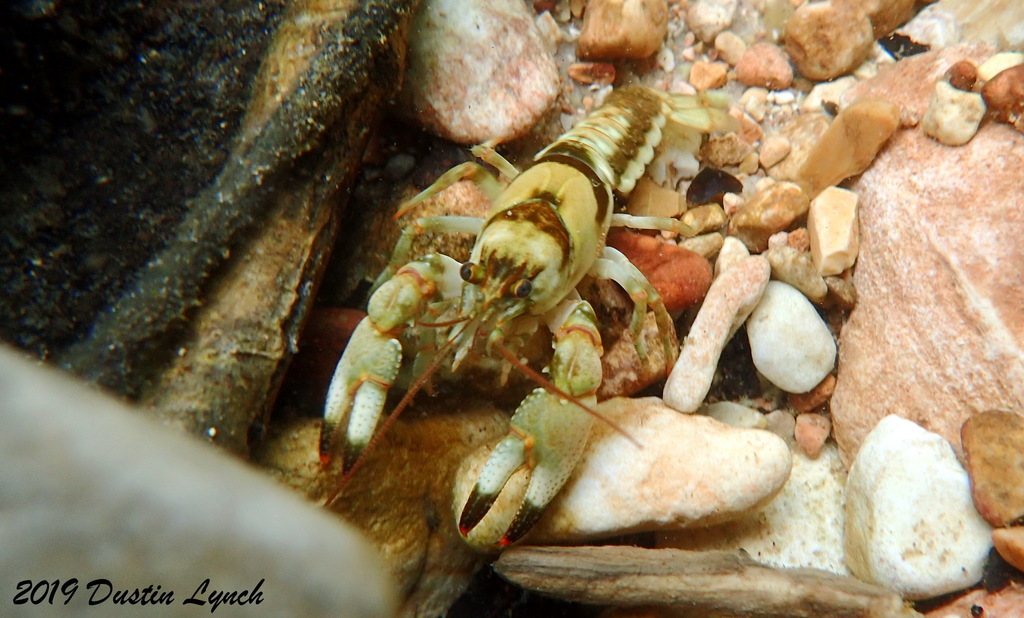 Gap Ringed Crayfish from North Sylamore Creek - bend downstream of ...