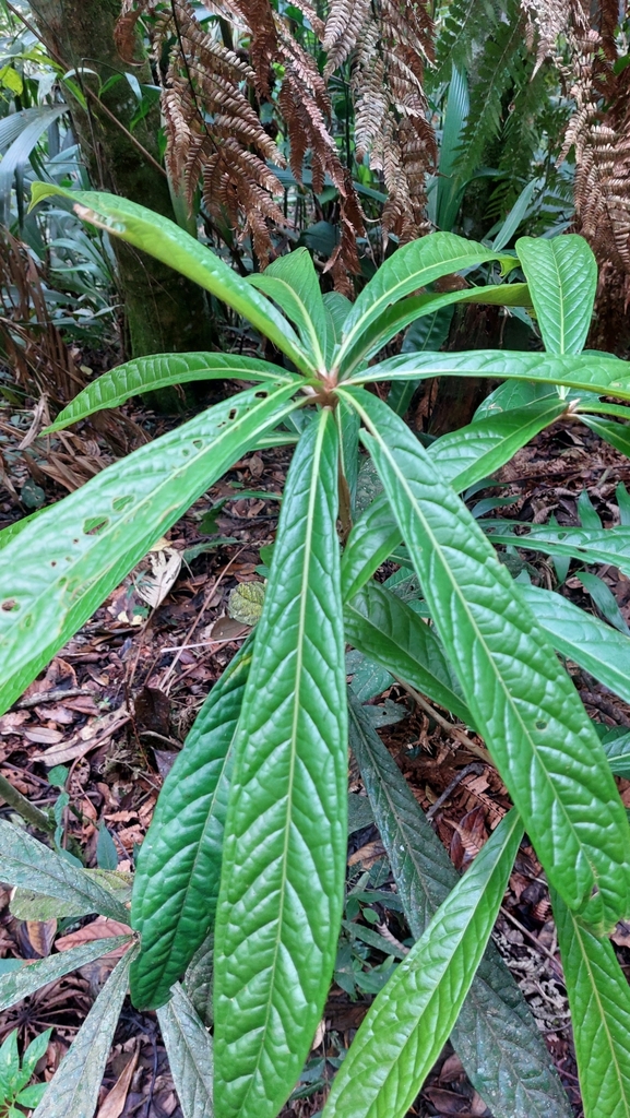 Aniba from ACP Bosque de Churumazú, Carretera a 2 de mayo, Km 00+500 ...