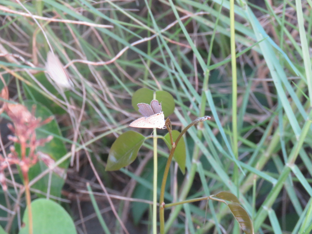 Gram Blue from Andhakaranazhy, Thuravoor Thekku, Kerala, India on ...