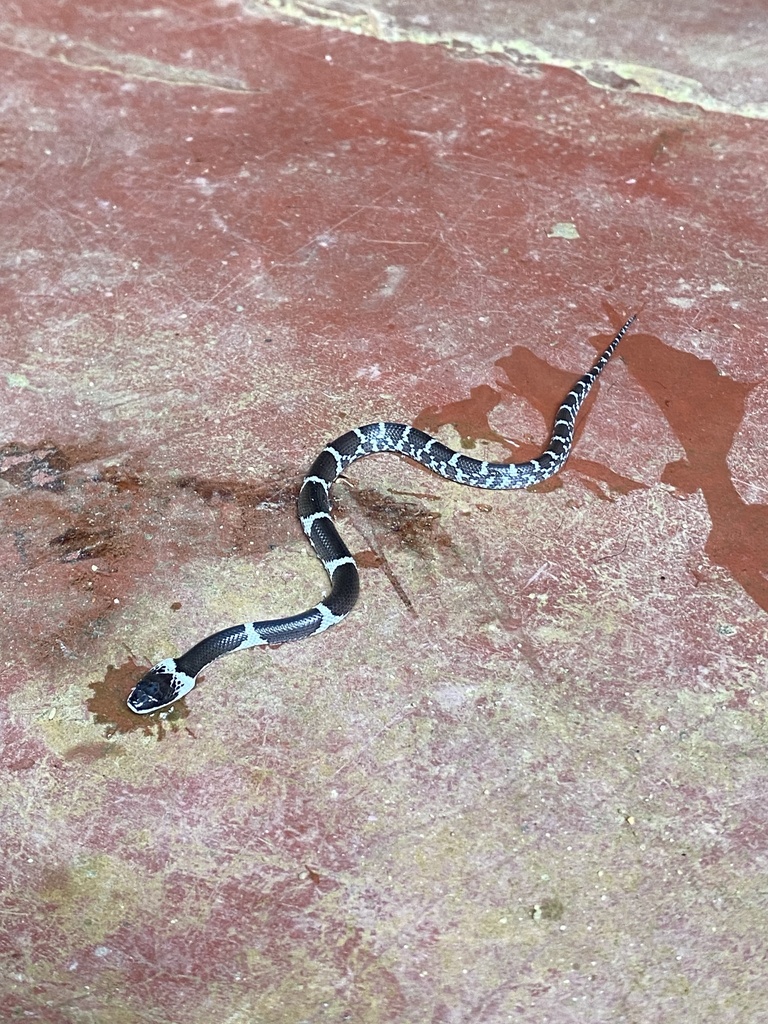Indian Wolf Snake from Cejlon, Western Province, LK by Lochana ...