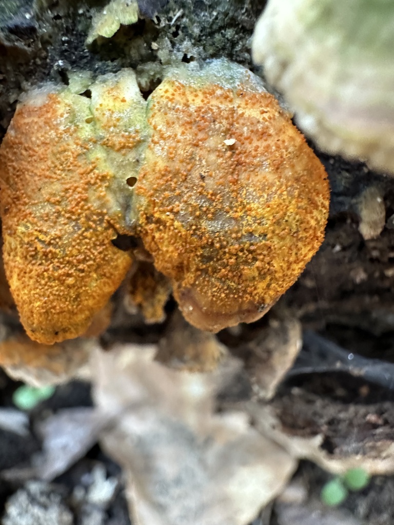 orange polypore mould from T.O. Fuller State Park, Memphis, TN, US on ...