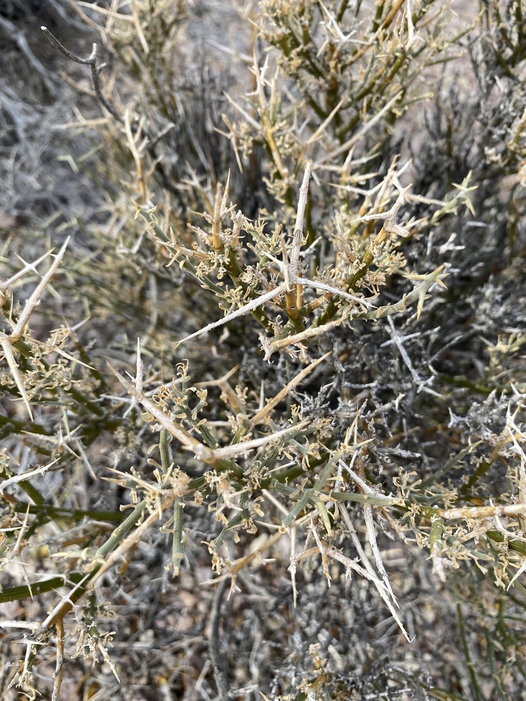 Spiny Menodora from Death Valley National Park, Death Valley, CA, US on ...