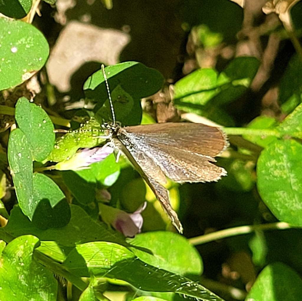 Lesser Grass Blue from R8PH+G7V, Panavally, Kerala 688535, India on ...