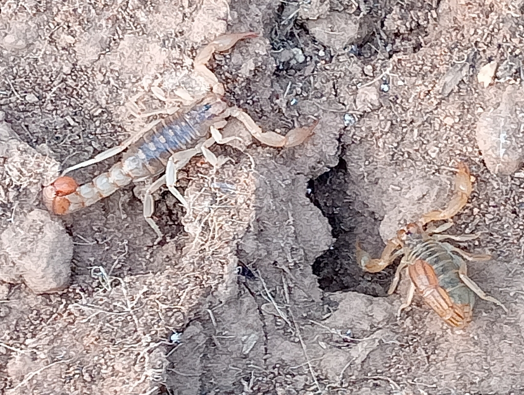 Stripe-tailed Scorpion from 85777 Son., México on December 22, 2023 at ...