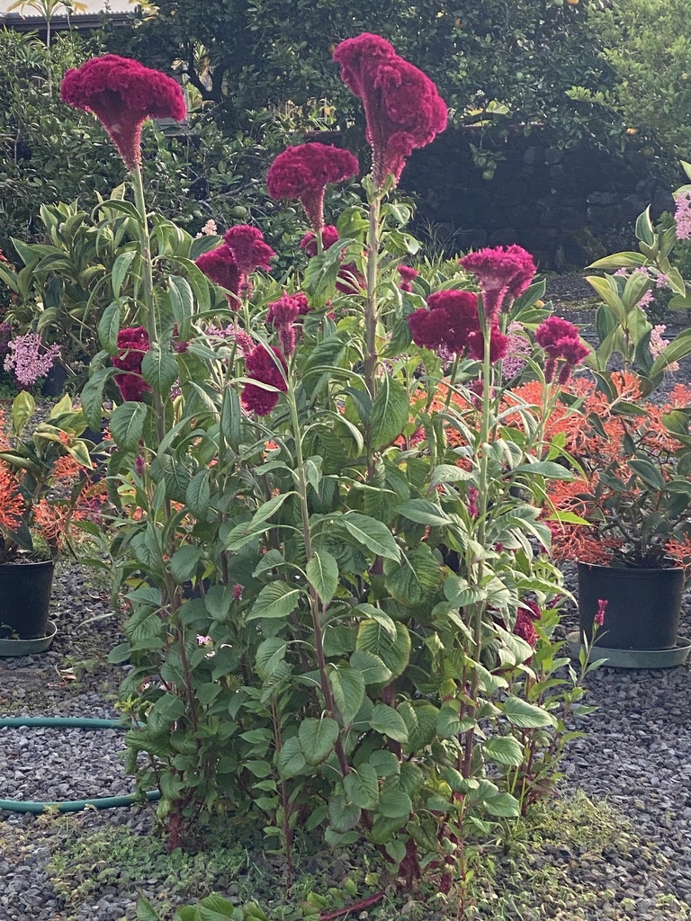 Cockscombs from Hawaiʻi, Hilo, HI, US on September 30, 2023 at 05:49 PM ...