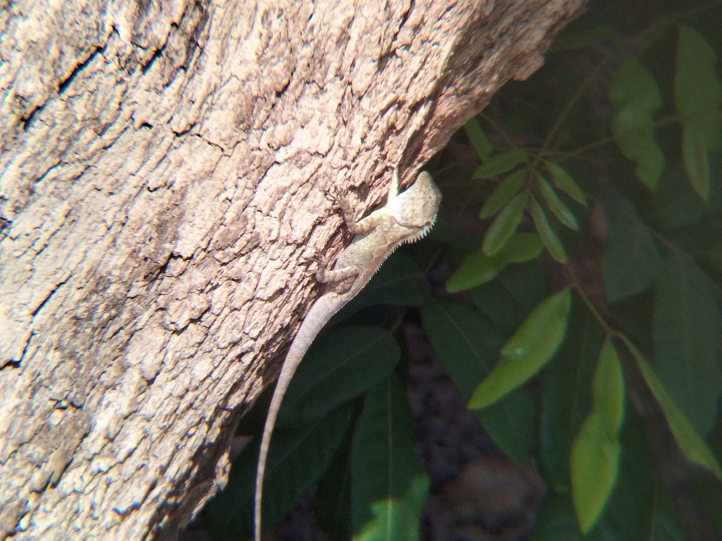 Siamese Blue Crested Lizard from Ban Paen Subdistrict, Mueang Lamphun ...