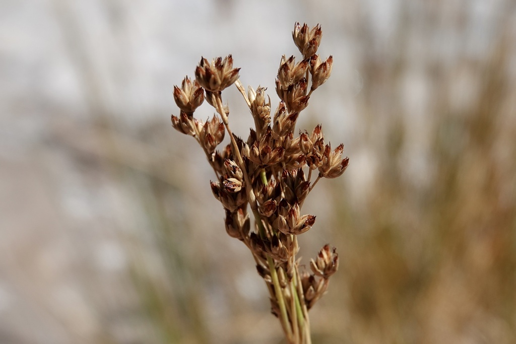Salt Rush from Kunene, NA on December 24, 2023 at 03:11 PM by donchelu ...
