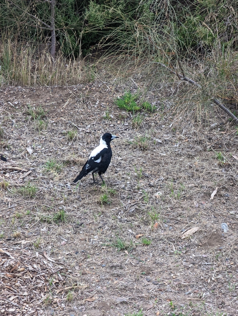 Australian Magpie from Victor Harbor - Goolwa SA, Australia on December ...
