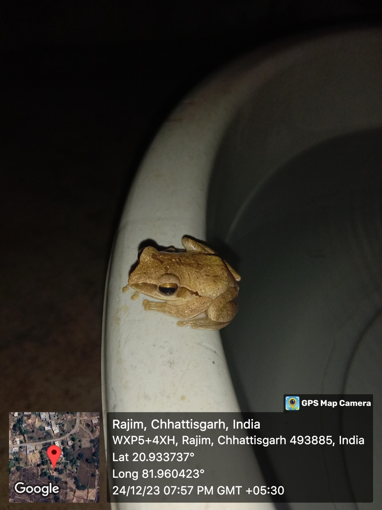 Chunam Tree Frog from WXP5+4XH, Rajim, Chhattisgarh 493885, India on ...