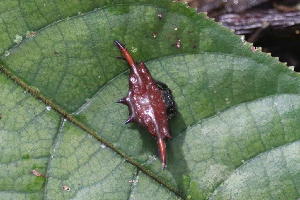 Parallel-spined Spiny Orbweaver from Sumatra, Kabupaten Tapanuli ...