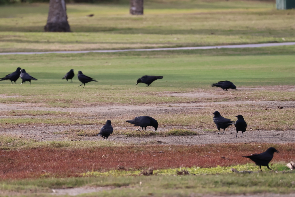 Fish Crow from Sanibel Island Golf Club, Sanibel, FL, US on December 22 ...