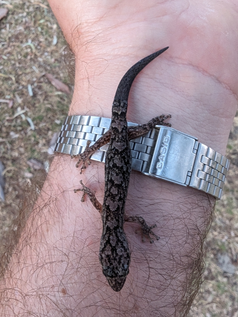 Australian Marbled Geckos from Crystal Brook Rd Before Victoria Rd ...